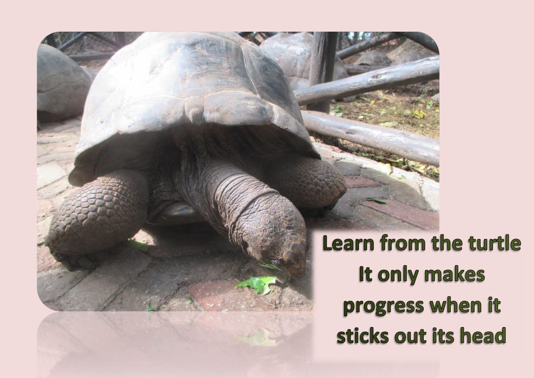 Progress not Perfection: Lesson from a Turtle - Lifeline
