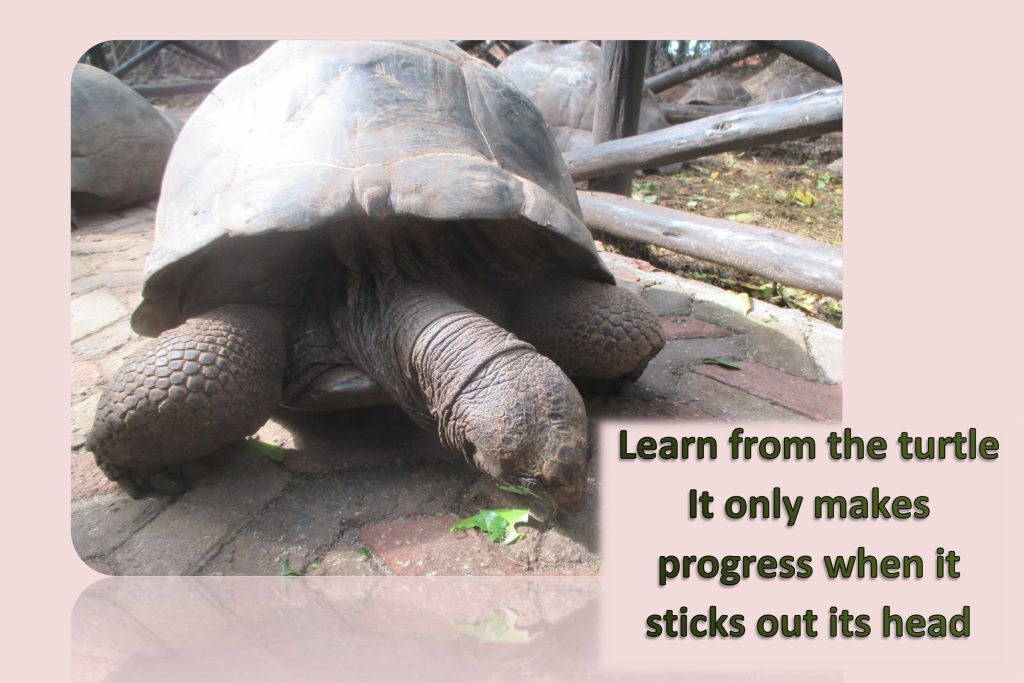 Progress not Perfection: Lesson from a Turtle - Lifeline