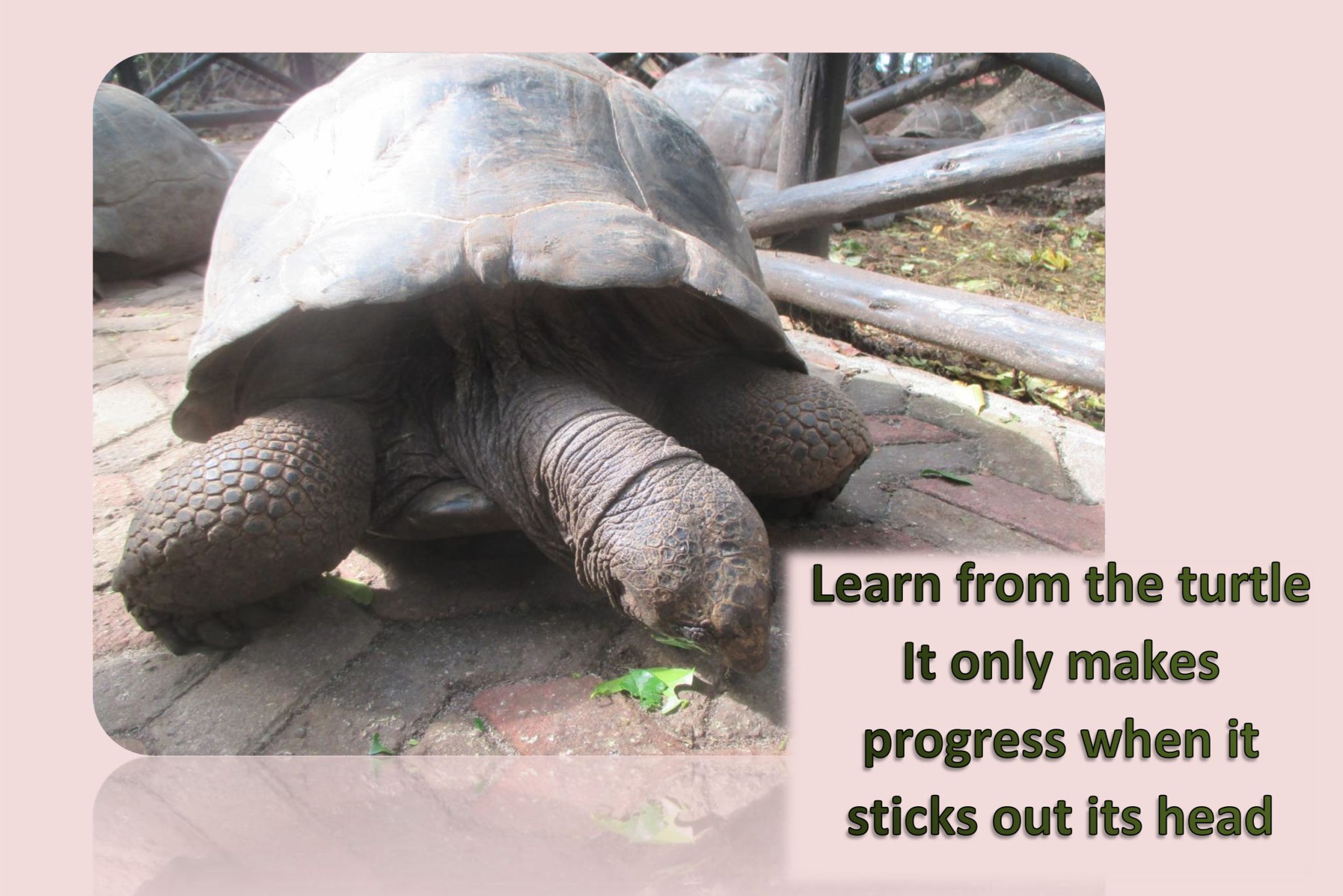 Progress not Perfection: Lesson from a Turtle - Lifeline