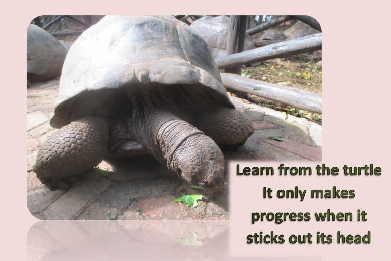 Progress not Perfection: Lesson from a Turtle - Lifeline